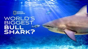 Killer Shark Vs. Killer Whale - MovieBoxPro